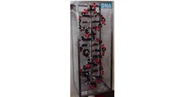 Buy Dna Model Kit Get Price For Lab Equipment